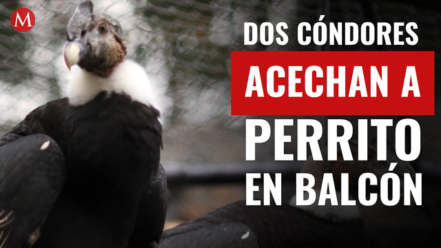 Cóndores visitan balcón de departamento y acechan a perro en Chile ...