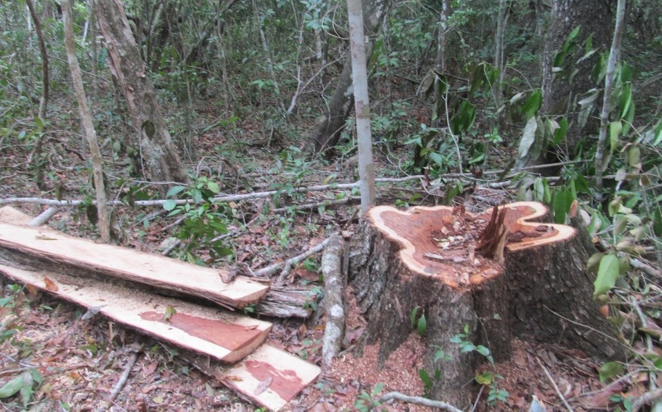 En Calakmul, denuncian tala inmoderada; piden ayuda a Guardia Nacional ...