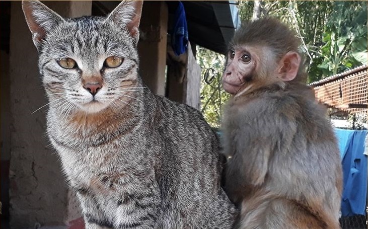 Mono se recupera de accidente gracias su amistad con un gato- Grupo Milenio