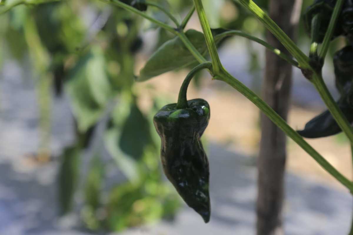Productores de chile poblano criollo trabajan en su rescate - Grupo Milenio