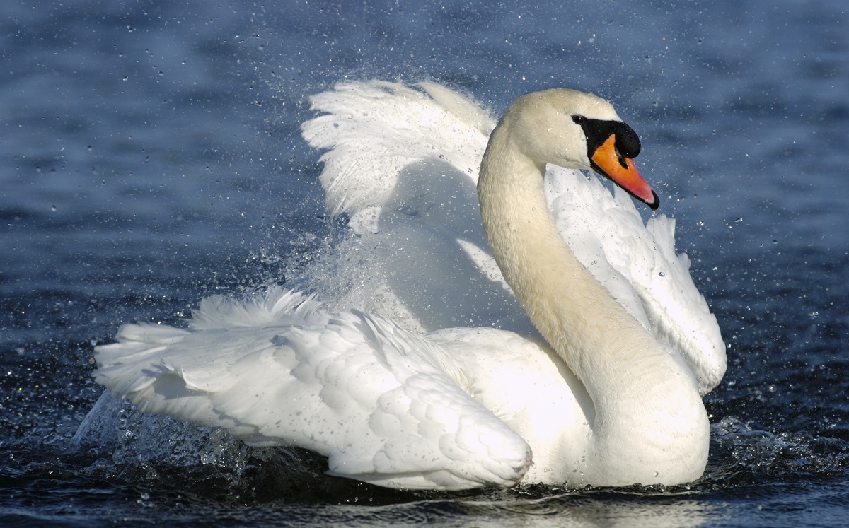 Cisne muere por 'corazón roto'; destrozan nido con huevos- Grupo Milenio