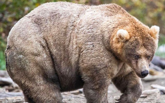 Osa obesa sorprende al regresar de hibernación más delgada que nunca ...