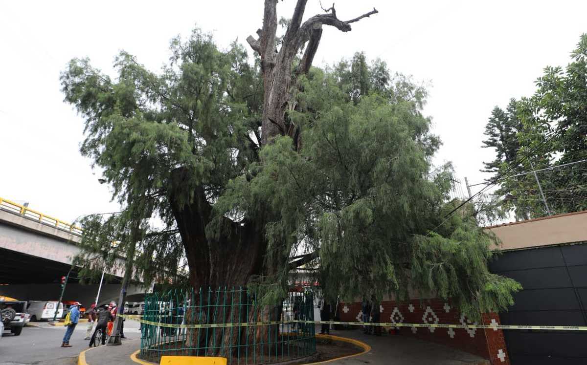 Árbol de Ahuehuete de Tacuba será rescatado por la Miguel Hidalgo ...