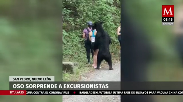 En Chipinque, Nuevo León, oso sorprende a jóvenes- Grupo Milenio