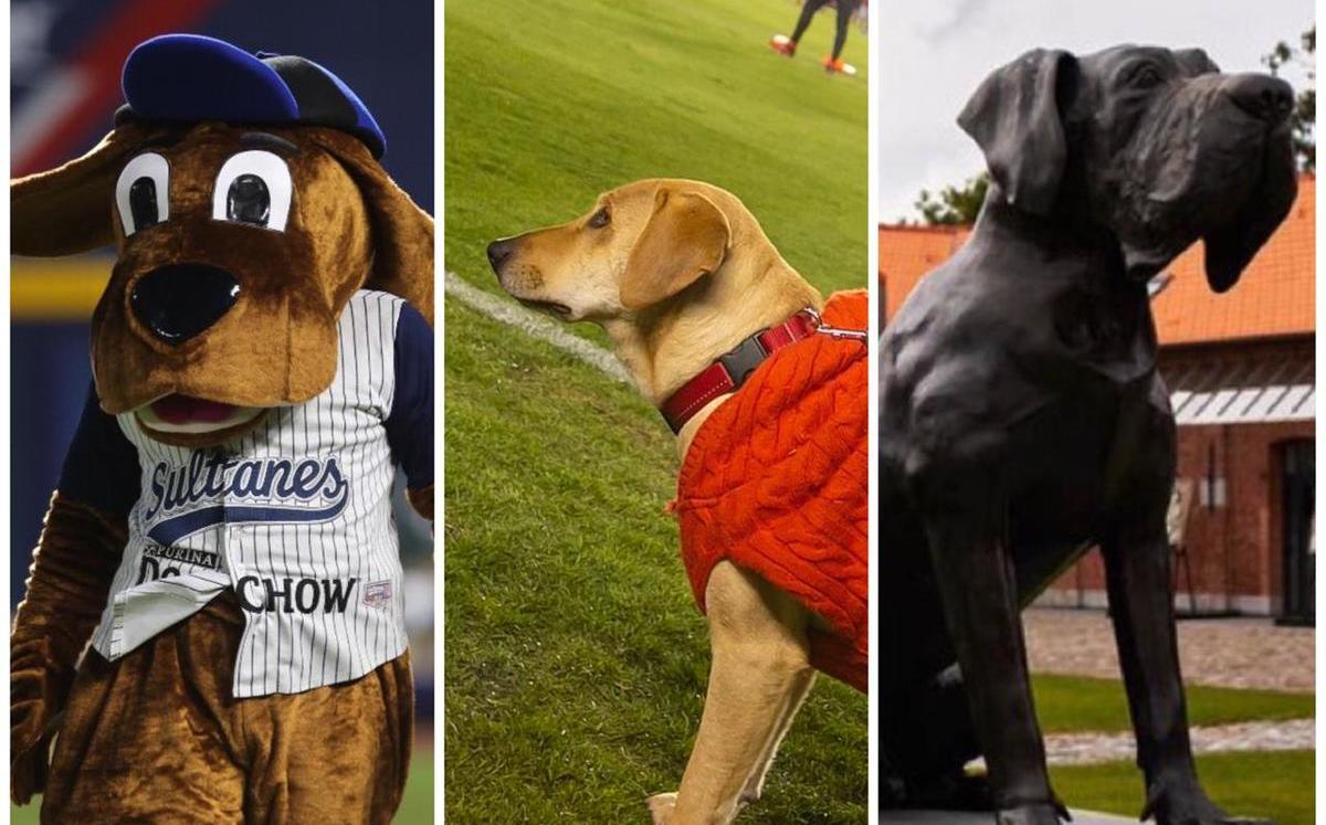 Día Mundial del Perro: Los canes, un animal protagónico en el deporte ...