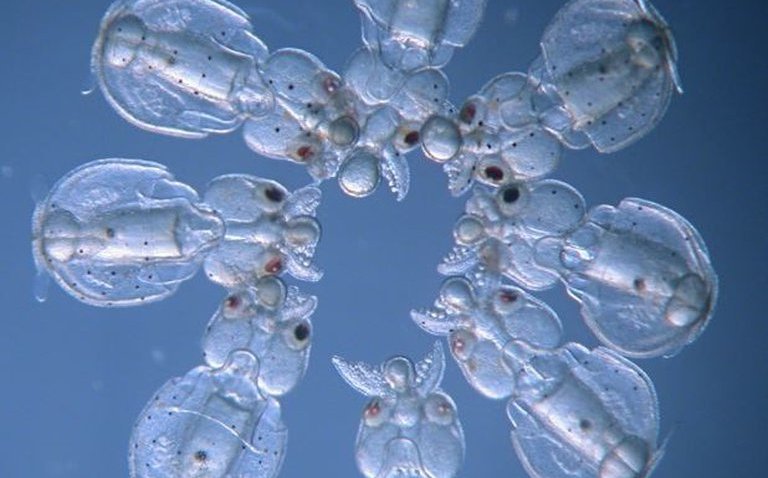 Científicos crean primer animal transparente en un laboratorio: FOTOS ...