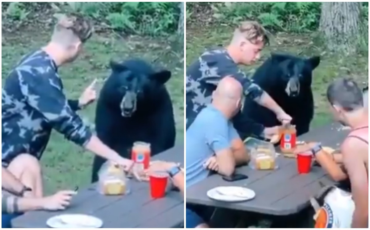 Oso se sienta a comer con una familia en un campamento | VIDEO- Grupo ...