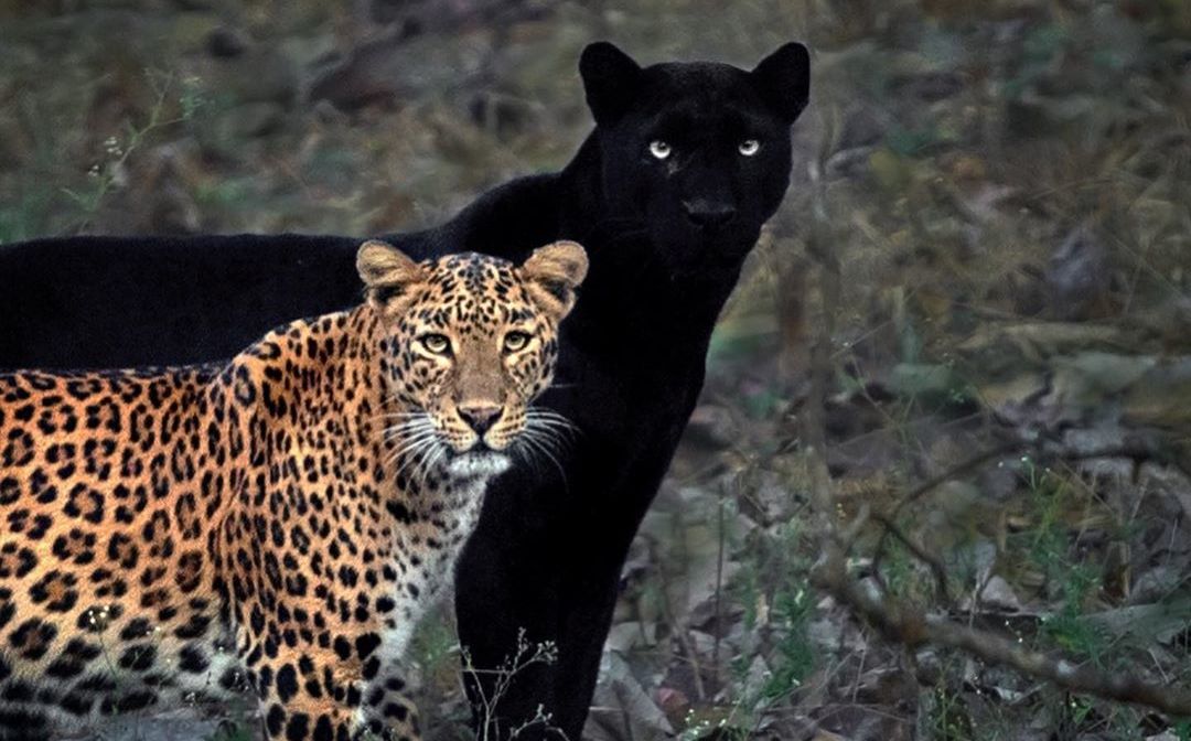 Leopardo corteja a pantera. Así un fotógrafo consiguió la foto- Grupo ...