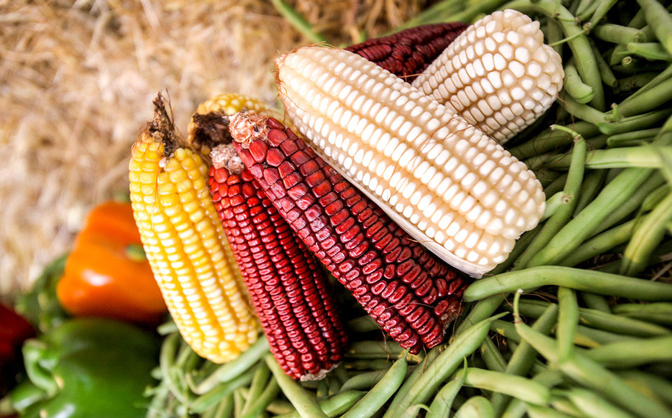 Sader resalta prioridad en autosuficiencia alimentaria- Grupo Milenio