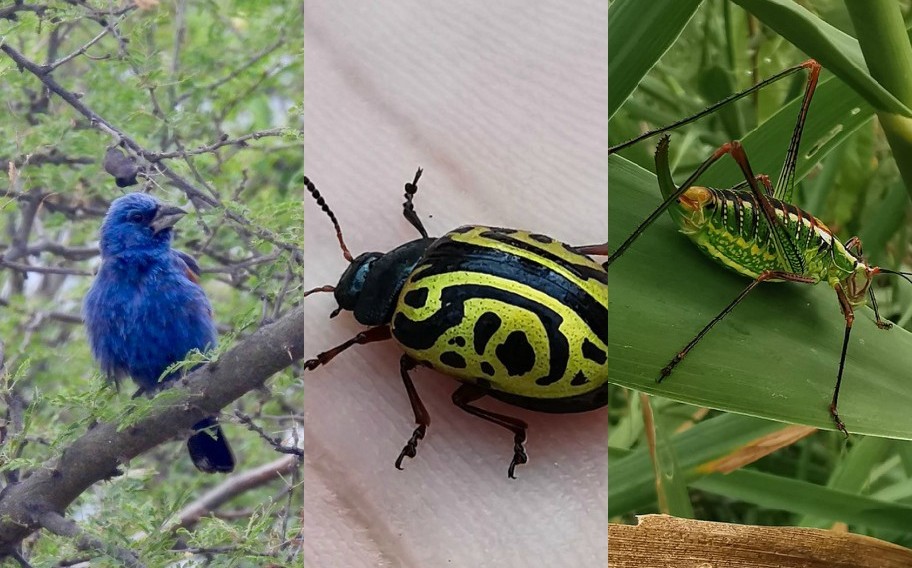 Durango. Crean registro de especies de flora y fauna en el Río Nazas ...