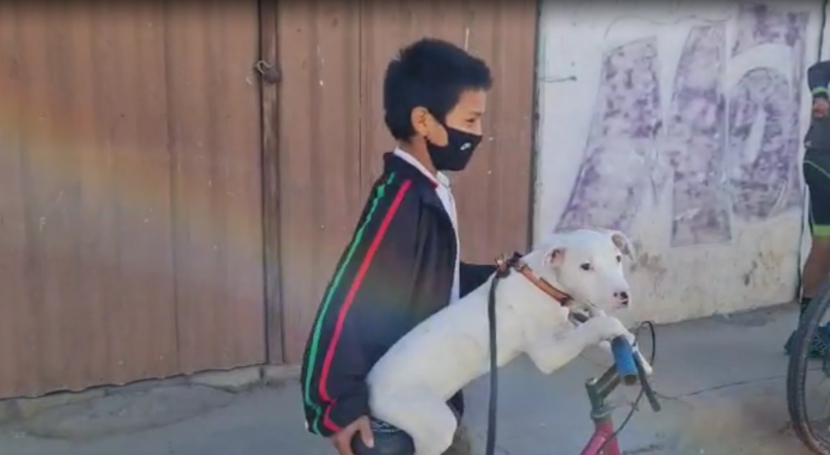 Captan en video a un perro montando bicicleta en calles de Oaxaca ...