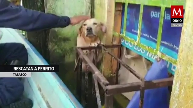 Perro es rescatado de ahogarse en inundación; video se vuelve viral ...