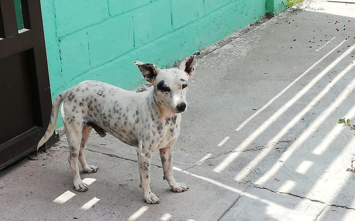 Perro derriba tanque de gas y provoca evacuación de inmueble en la GAM ...
