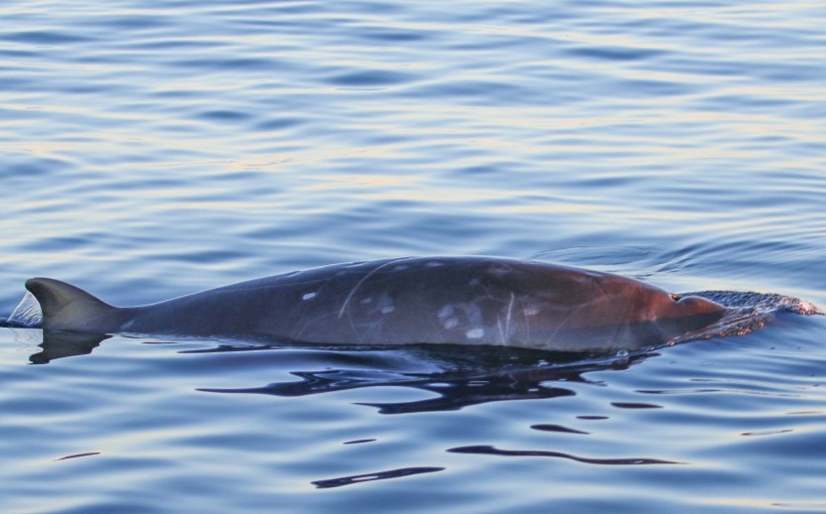 Descubren nueva especie de ballena en Baja California- Grupo Milenio