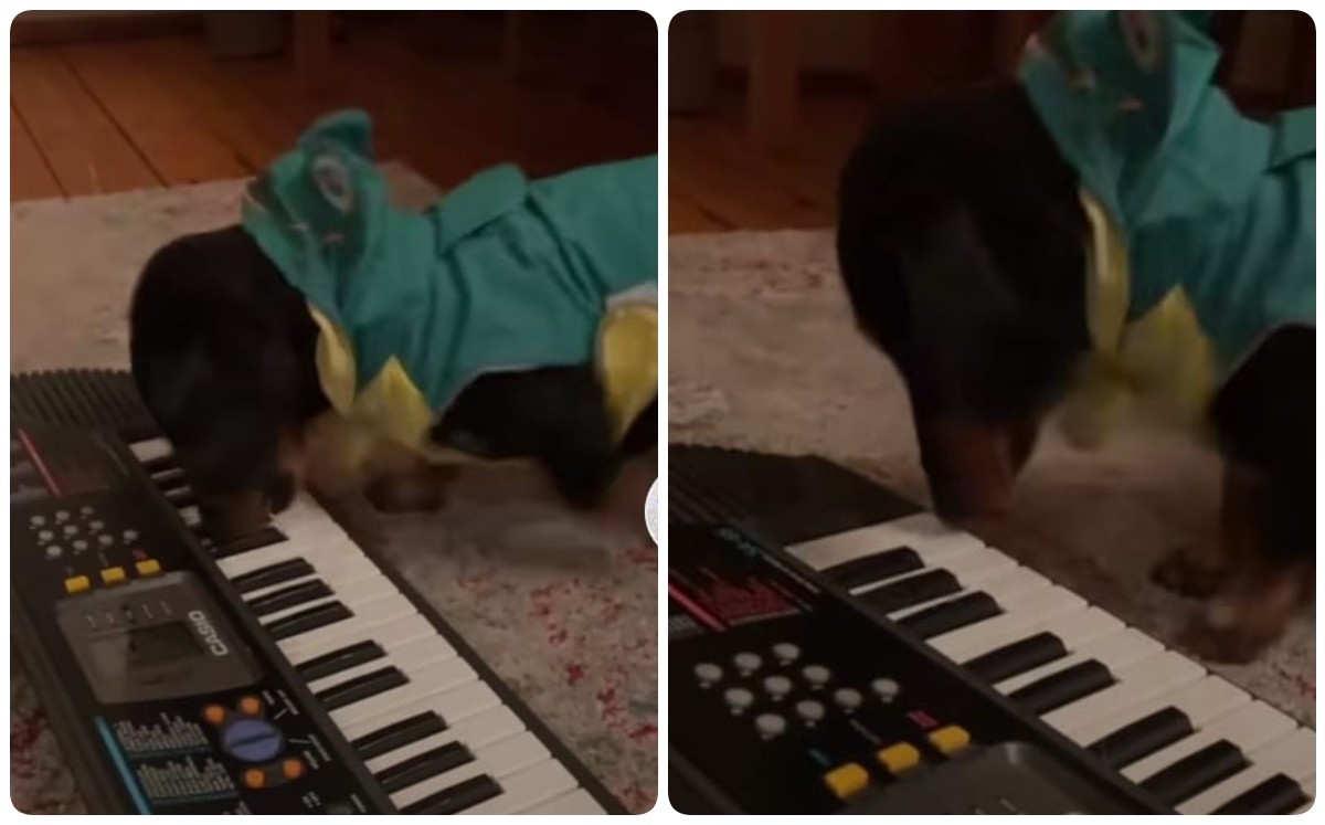 TikTok. Perrito toca el piano de forma increíble; se hace viral: VIDEO ...