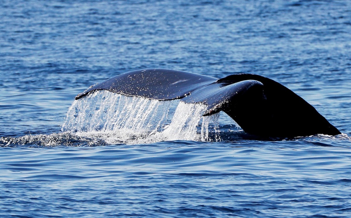 Los mejores lugares para observar ballenas al sur de California- Grupo ...