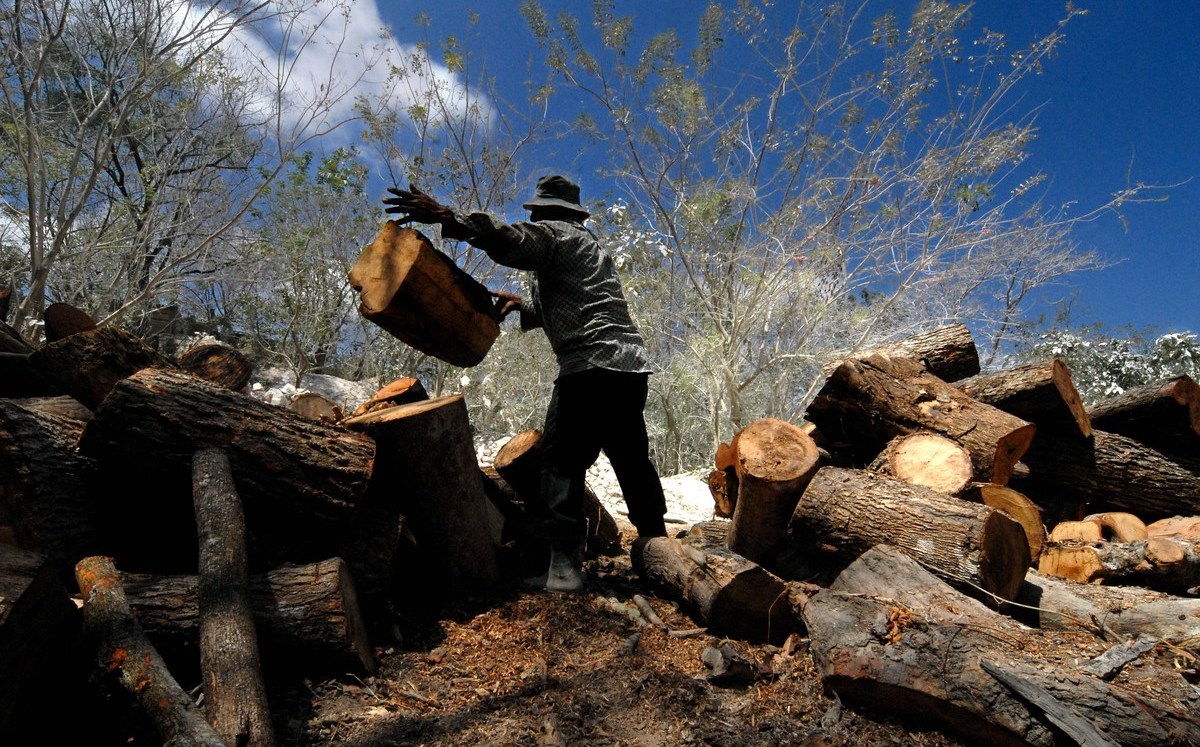 El mundo ha deforestado el equivalente a California en 13 años- Grupo ...