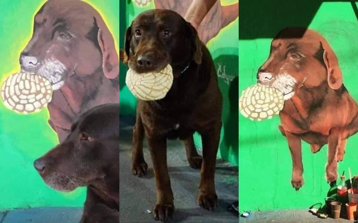 El Conchas, el perro amante del pan que tiene su mural en CdMx- Grupo ...