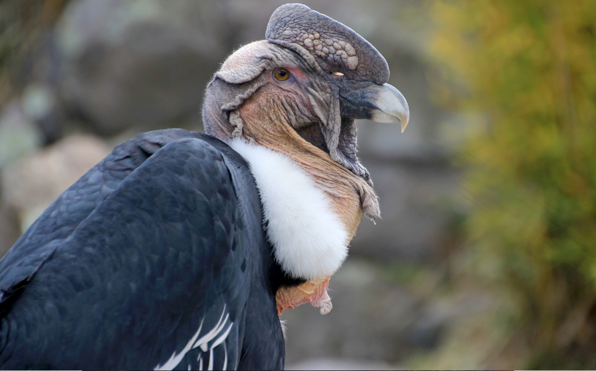 Bolivia. Investigan muerte de 30 cóndores por posible envenenamiento ...