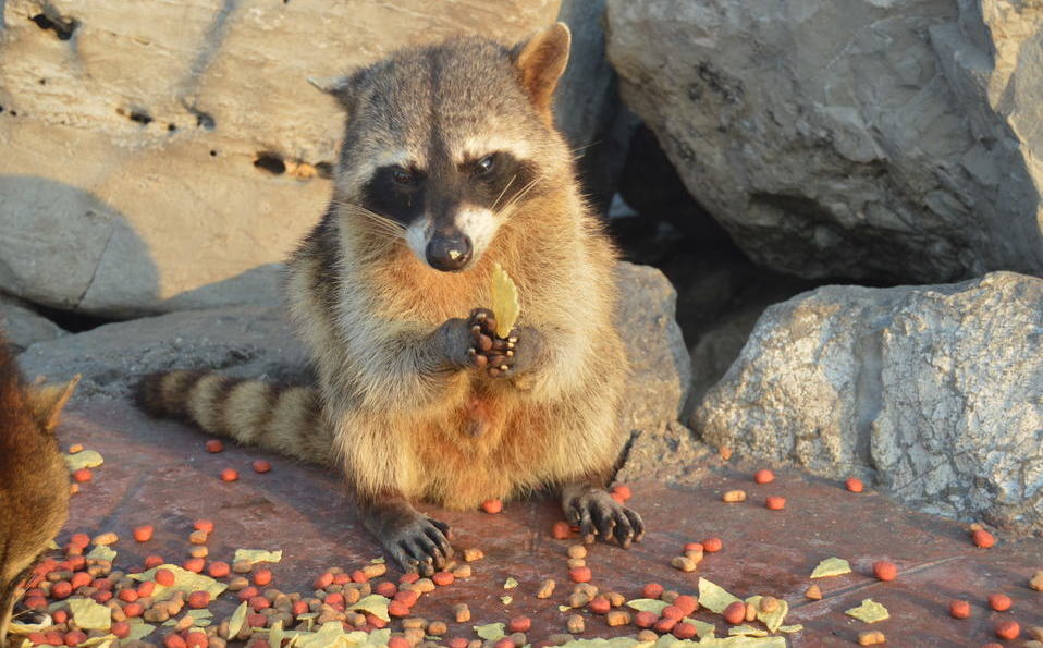 Mapaches de playa Miramar, cómo llegaron a habitarla- Grupo Milenio