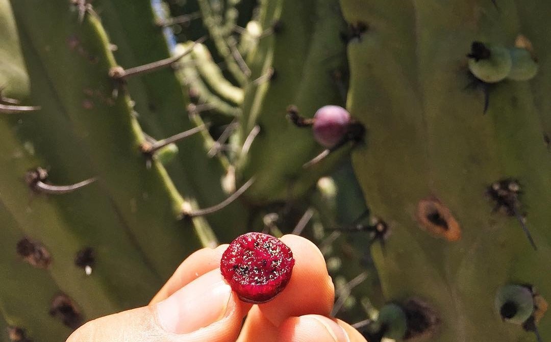 Conoce el garambullo, el fruto del altiplano tamaulipeco- Grupo Milenio