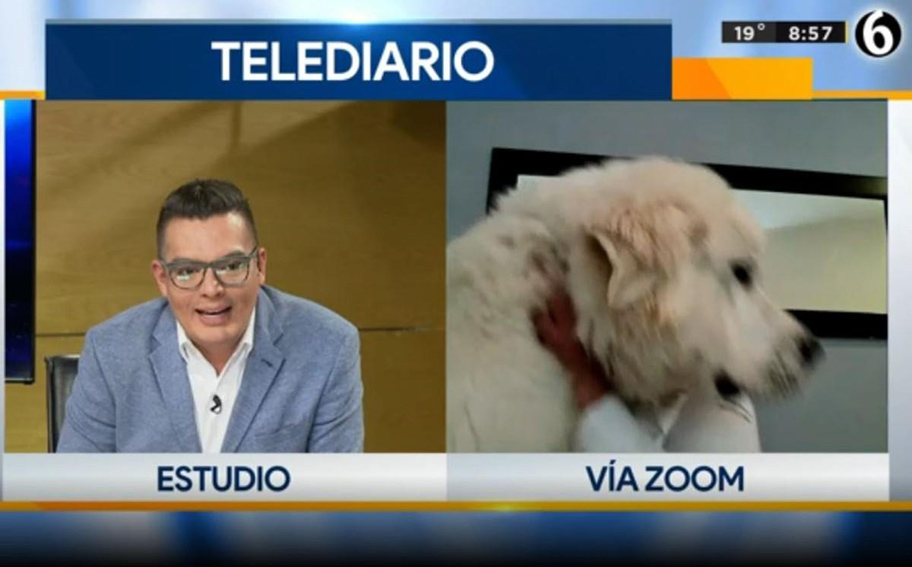 La Laguna: Perrito interrumpe entrevista de noticiero; se vuelve viral ...