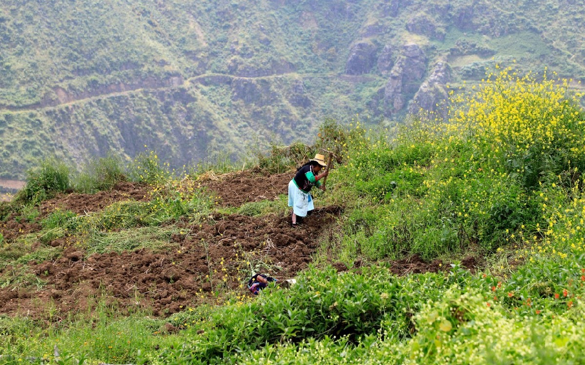 Perú. Siembran agua con ingeniería prehispánica en montañas de Lima ...