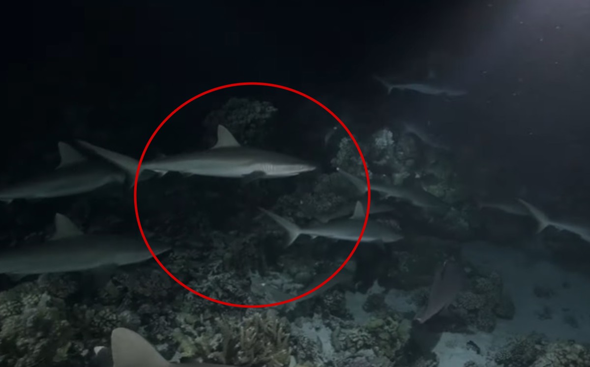 Polinesia Francesa. Captan a tiburones en plena caza; increíble video ...