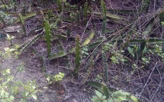 Jacubes o crucetas, te decimos que són y cómo se usan- Grupo Milenio