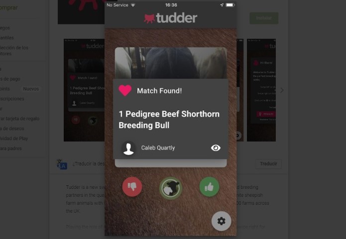 Tudder, la app para que vacas y toros encuentren pareja - Grupo Milenio