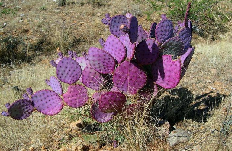 Zona del Silencio. Por esta razón los nopales cambian a color morado ...