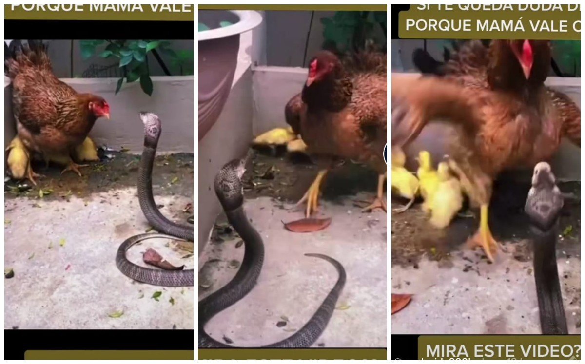 Gallina pelea con una cobra para defender a sus pollitos: video viral ...