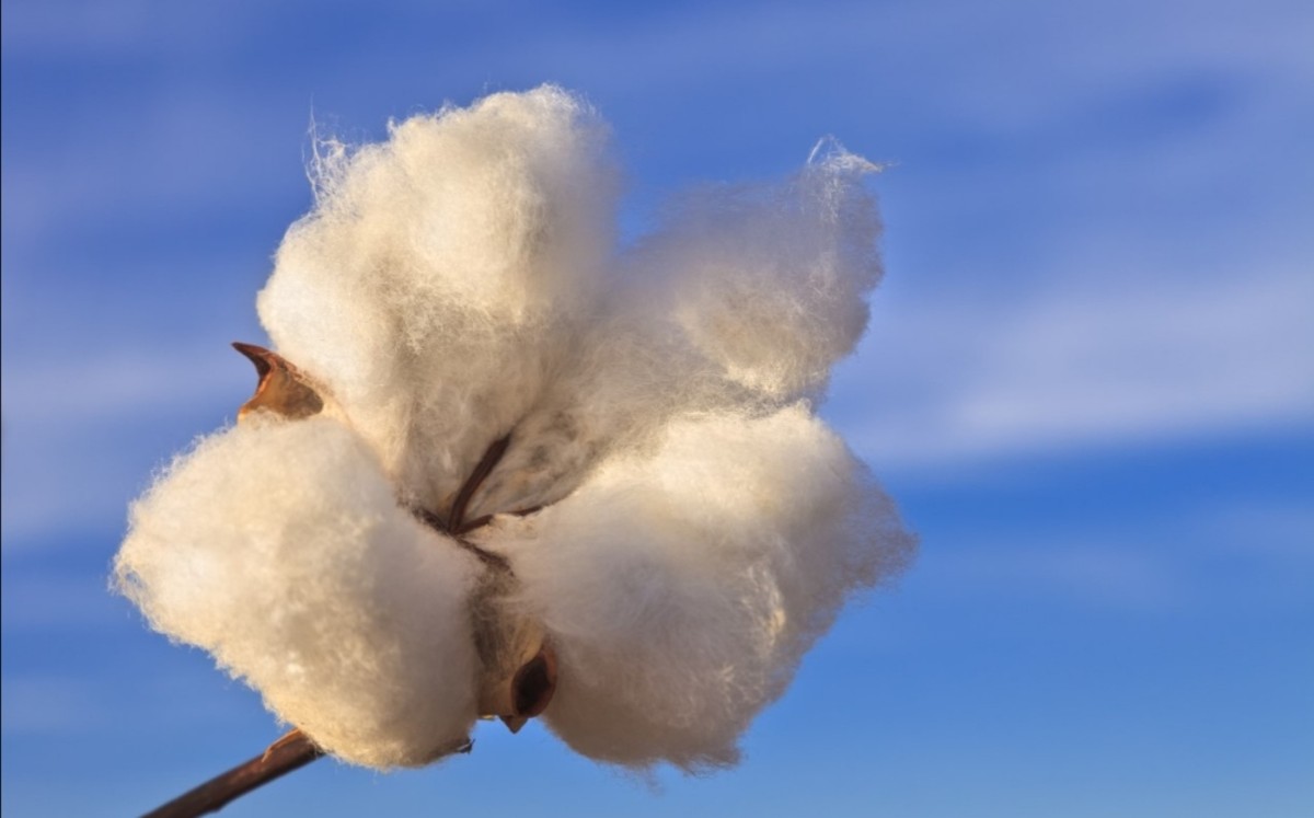 Algodón, una buena opción para la sostenibilidad- Grupo Milenio