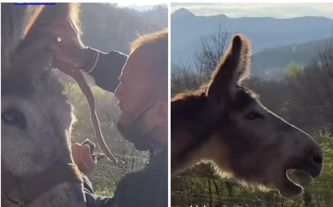 Burro es puesto en libertad por primera vez; así reaccionó: VIDEO ...