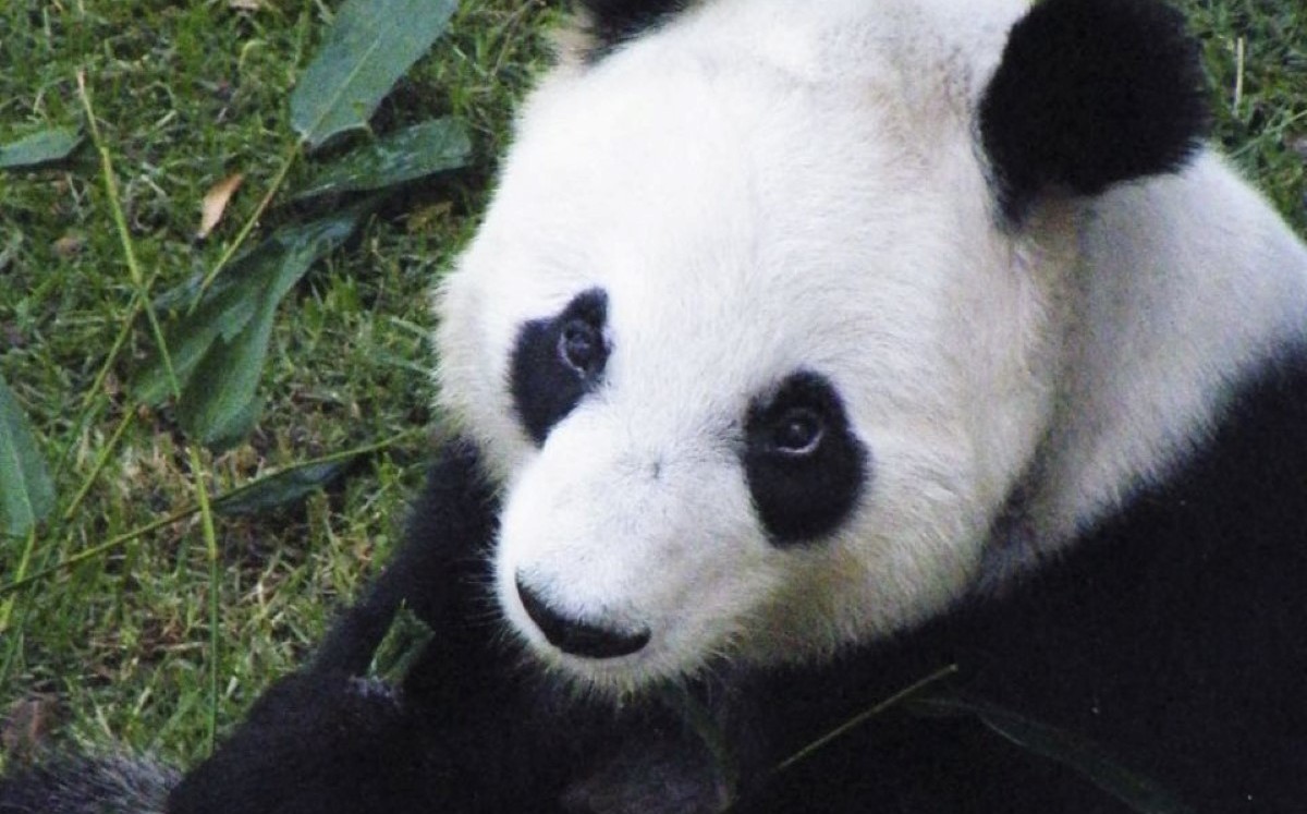 Zoológico Chapultepec. Panda Xin Xin cumple 31 años- Grupo Milenio