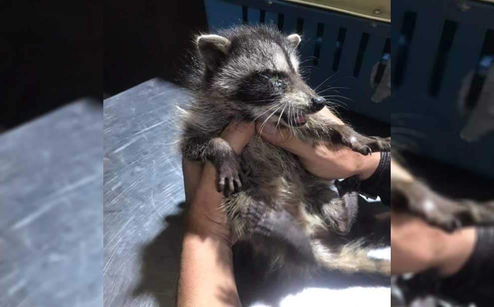 Rescatan a mapache bebé en Altamira; buscan quien la adopte - Grupo Milenio