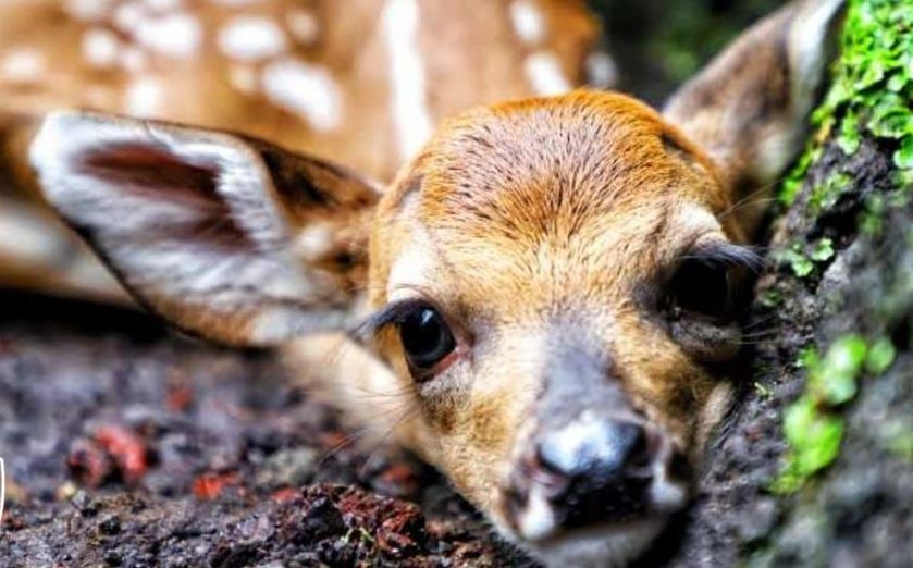Nacen 5 venados de cola blanca en parque del Desierto de los Leones ...