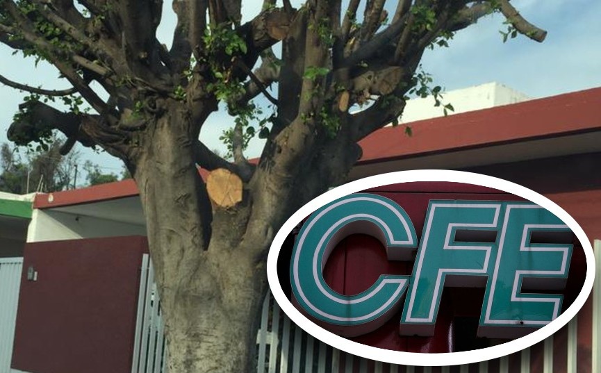 CFE causante de la tala inmoderada de árboles en el sur de Tamaulipas ...