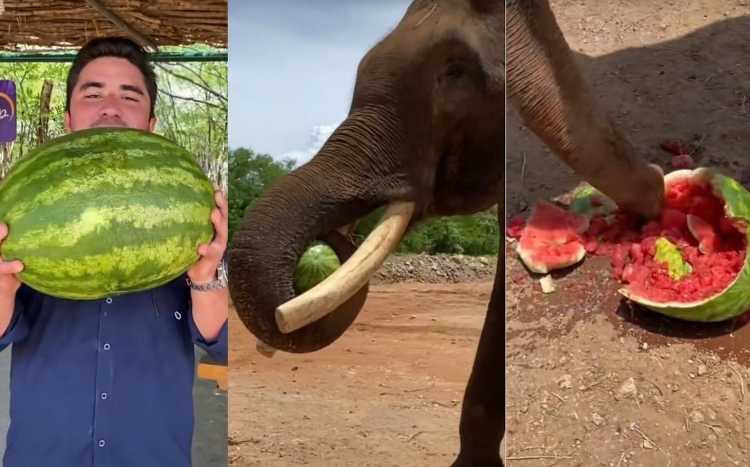 TikTok. Elefante destroza sandía de una pisada y se hace viral: VIDEO ...