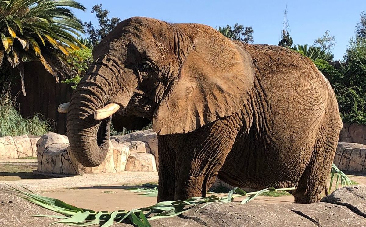 Ely, la última elefanta de la CdMx- Grupo Milenio