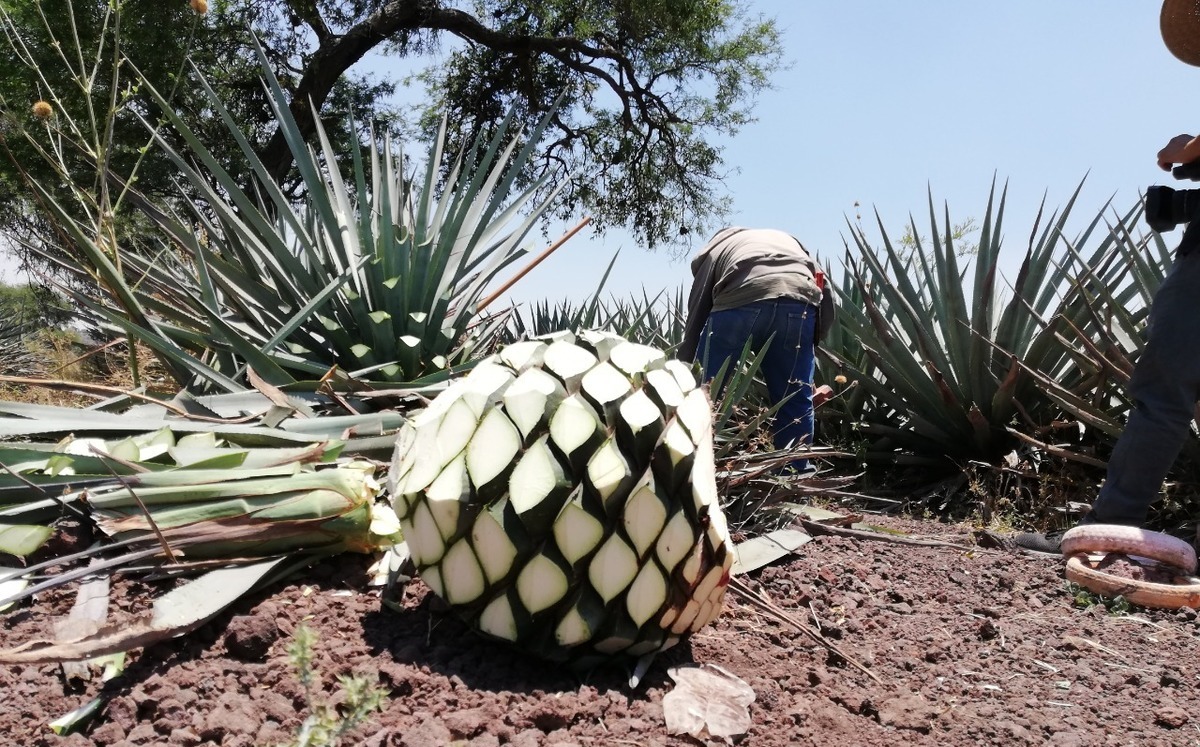 Tequila, Pulque y Mezcal bebidas derivadas del agave en Guanajuato ...