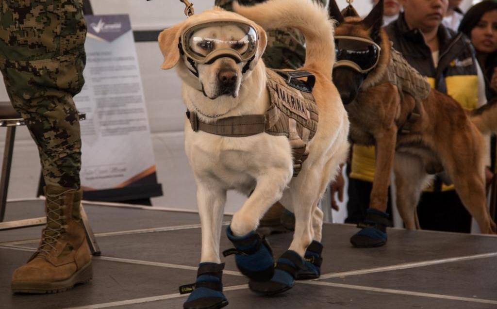 Qué paso con Frida, perrita rescatista que ayudó en el sismo del 19-S ...