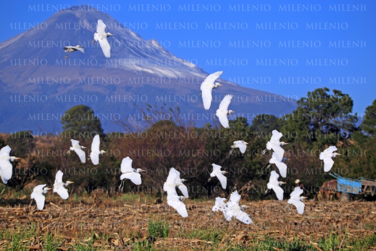 Puebla es hábitat de la garza ganadera, ave de blanco plumaje- Grupo ...