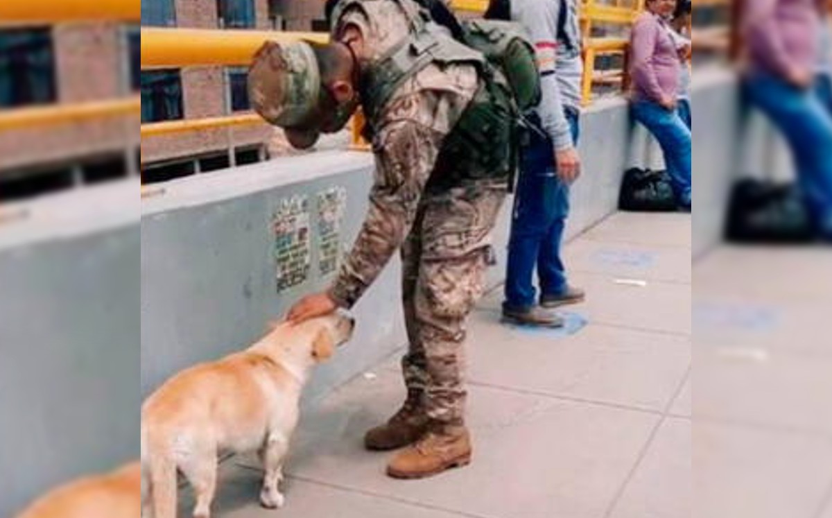 Perrito sigue a militar tras recibir muestra de cariño; video viral ...
