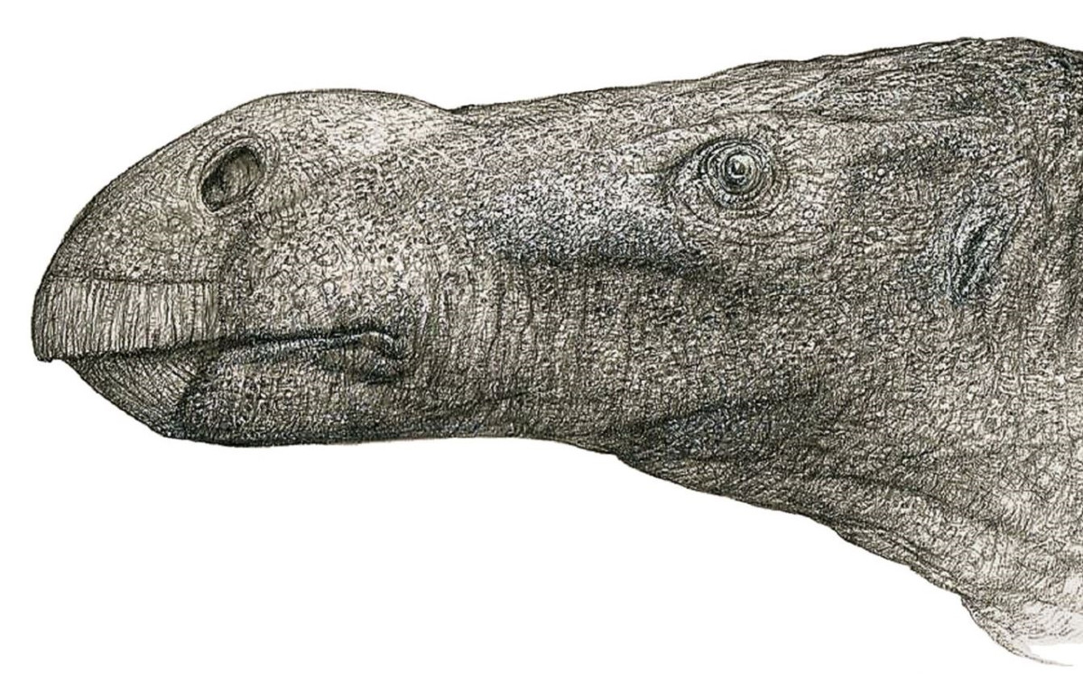 Reino-Unido. Hallan nueva especie de dinosaurio-iguanodonte- Grupo Milenio