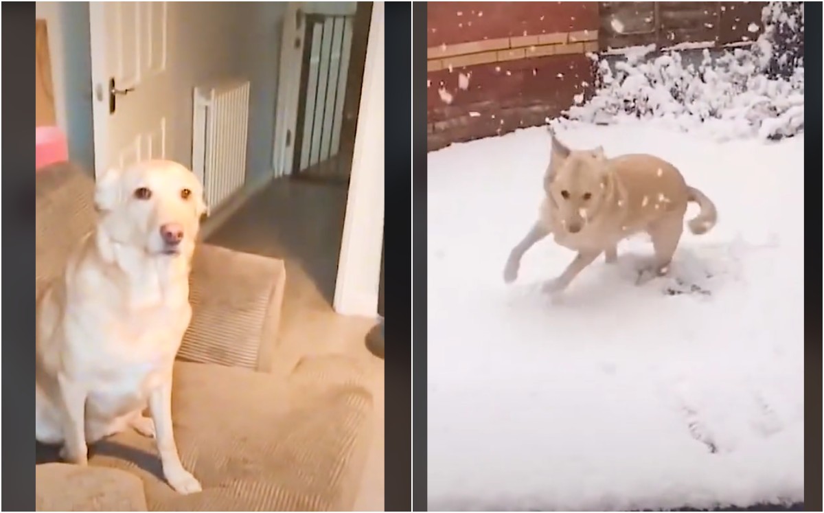 TikTok. Perrito sale a jugar en la nieve y su reacción se vuelve viral ...