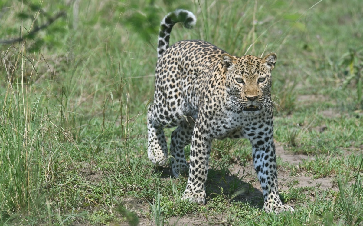 En India, leopardo arrebata a niño y madre lo persigue para rescatarlo ...