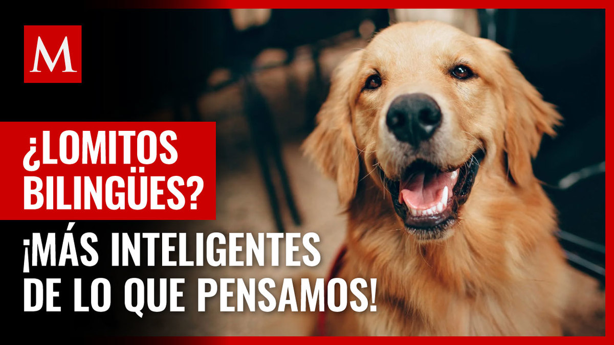 Los cerebros de los perros pueden distinguir entre idiomas: Estudio ...
