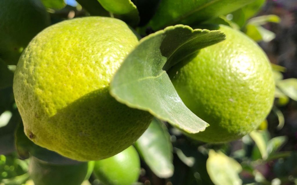 En Michoacán, limón se vende hasta 90 pesos el kilo- Grupo Milenio