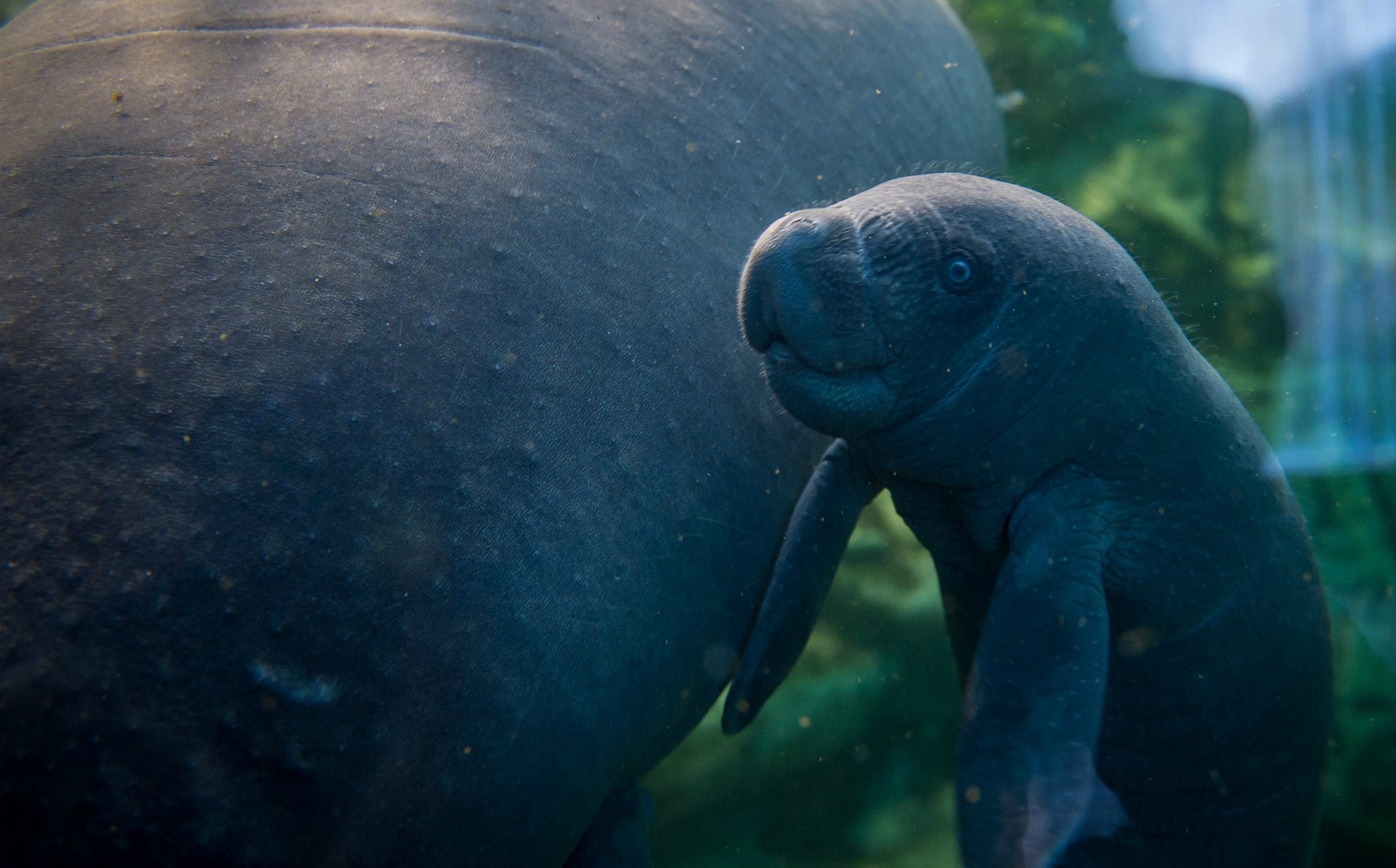 Manatíes, especie marina de Tamaulipas con amenaza de extinción- Grupo ...